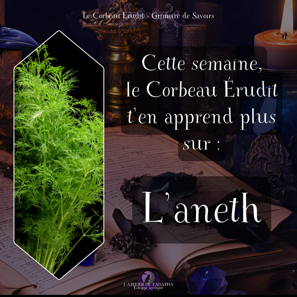 Aneth: L'herbe aromatique aux nombreux bienfaits – L'Atelier de Tabatha ...